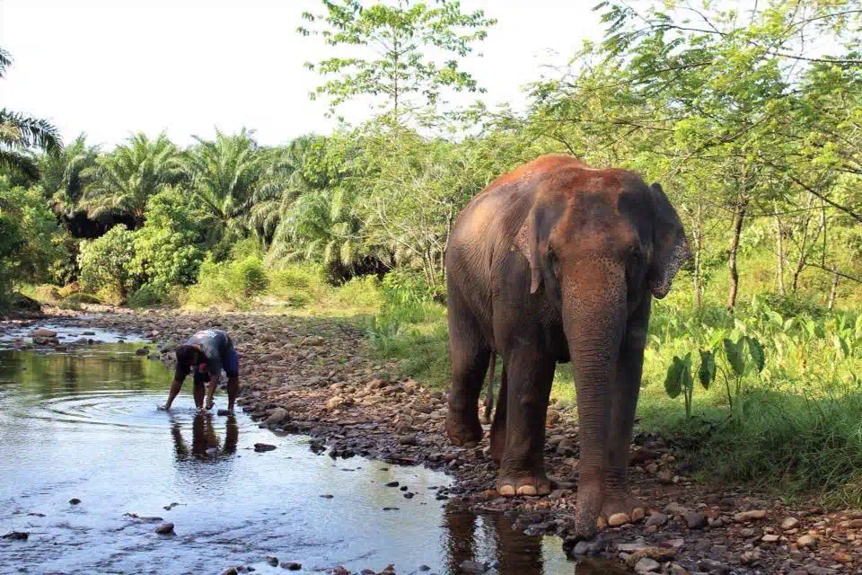 Home - Khao Sok Elephant Conservation